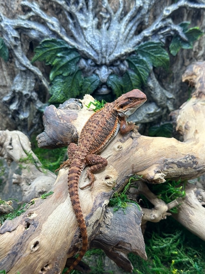 75 Red Monster Tiger 🐅 66 Het Trans 50 Het Hypo Central Bearded Dragon ...