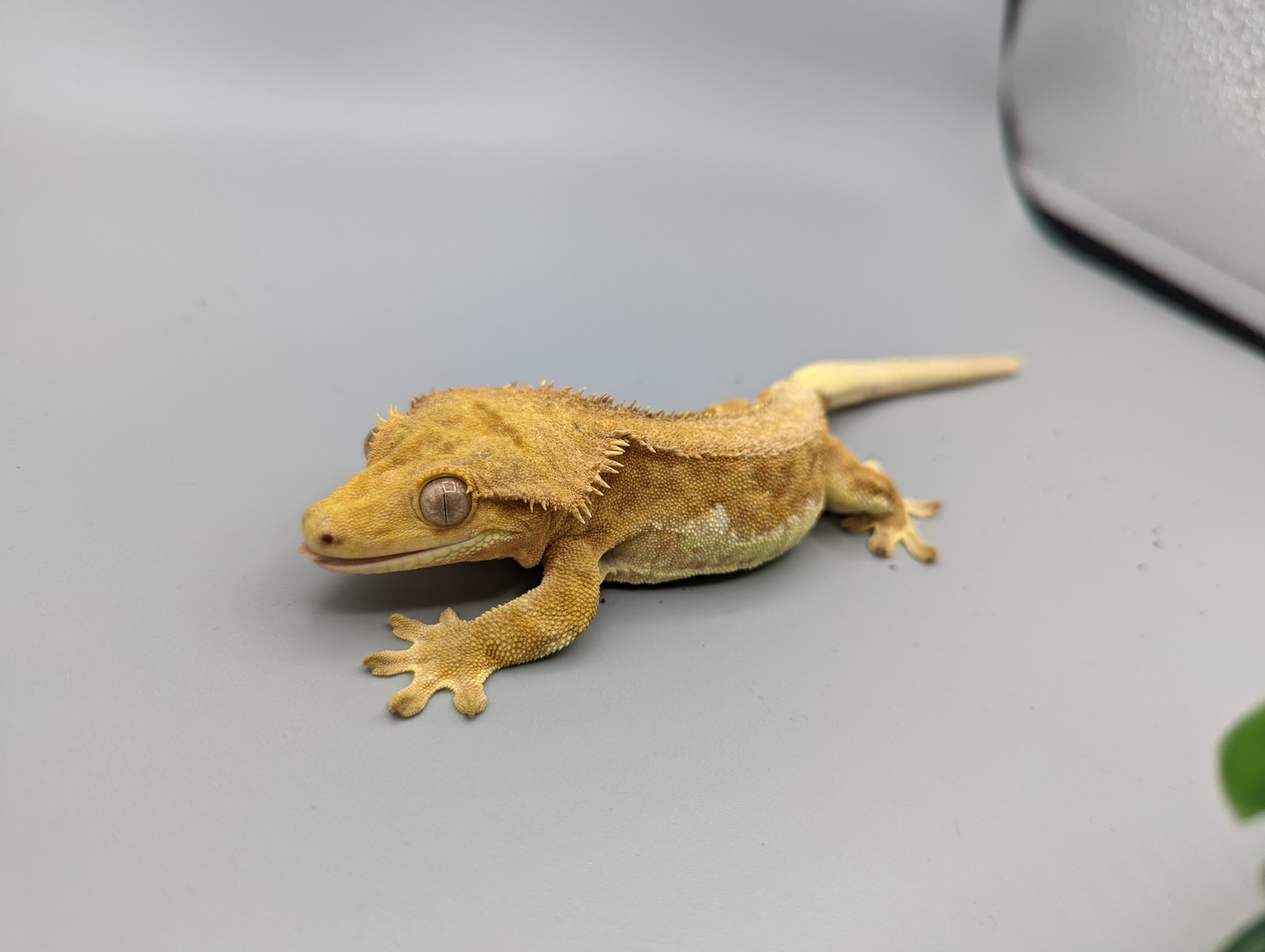 Proven Phantom Lily White Yellow/Orange Crested Gecko by The Good Gecko ...
