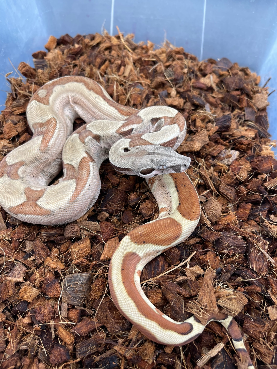 Hypo Jungle Boa Constrictor by Hobo's Snakes - MorphMarket