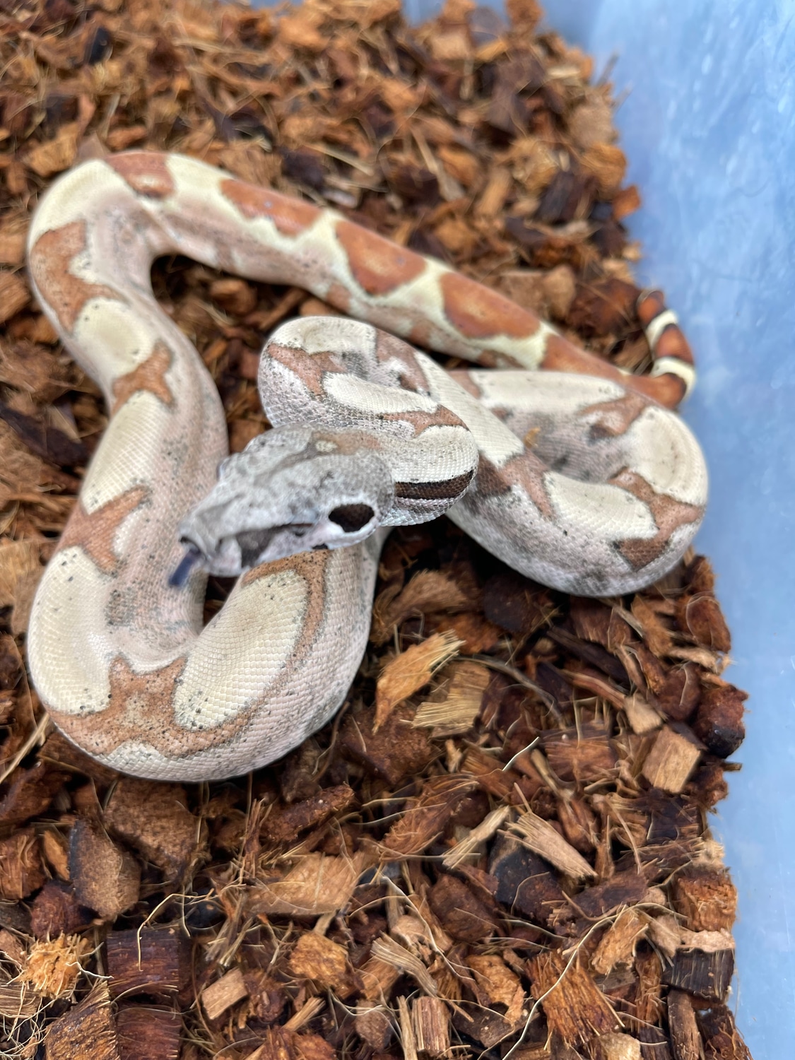 Hypo Jungle Boa Constrictor by Hobo's Snakes - MorphMarket