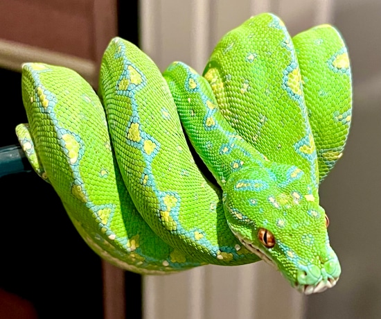UKCB Designer Female Green Tree Python by HoCho