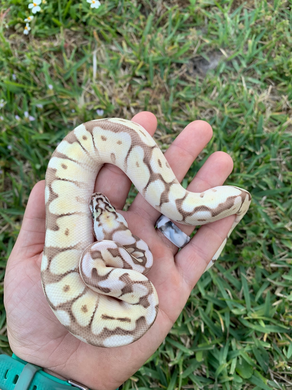 Queen Bee 100% Het Clown Ball Python by House of Cards Beardies, LLC ...