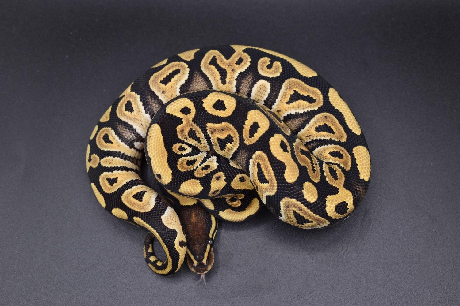 Mystic/Mojave Ball Python by House of Cards Beardies, LLC - MorphMarket
