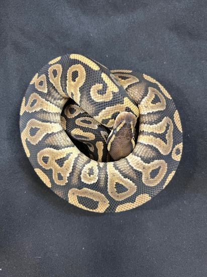 Mystic / Mojave Female Ball Python by House of Cards Beardies, LLC