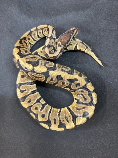 Hidden Gene Woma 100% Het Clown Male Ball Python by House of Cards ...