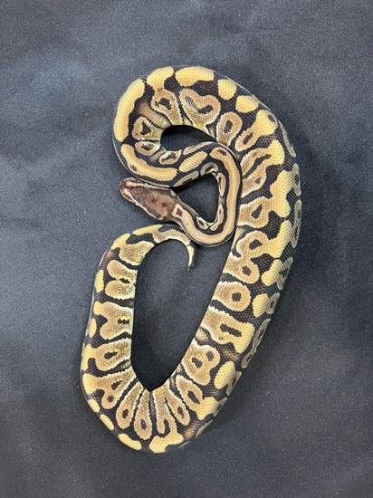 Hidden Gene Woma 100% Het Clown Female Ball Python by House of Cards ...