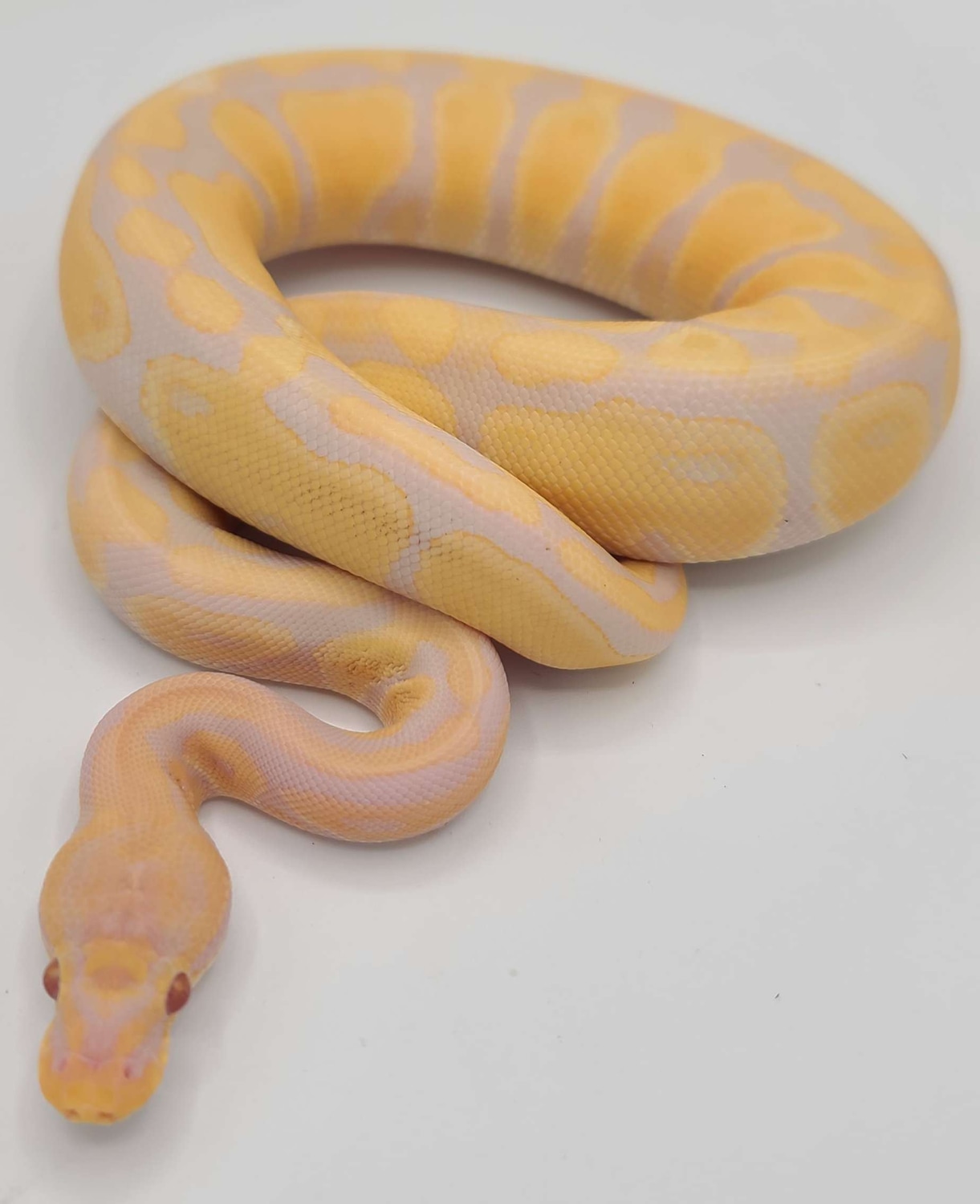 Pastel Candino Female Ball Python by House of Cards Beardies, LLC ...