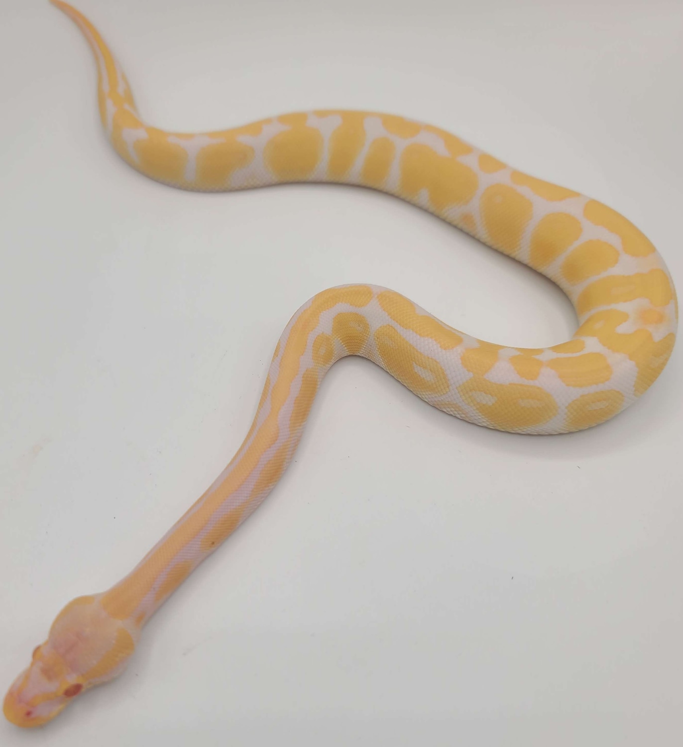 Pastel Albino Female Ball Python by House of Cards Beardies, LLC ...