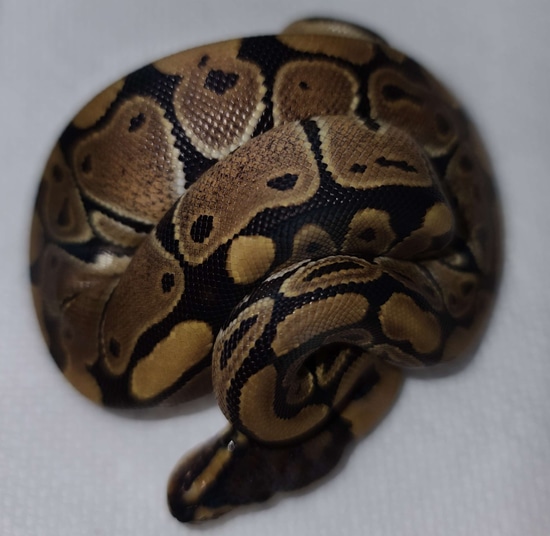 Normal Het True Ghost Ball Python by House of Cards Beardies, LLC