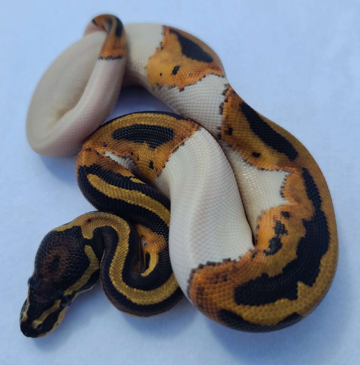 Piebald Het Clown Ball Python by House of Cards Beardies, LLC - MorphMarket