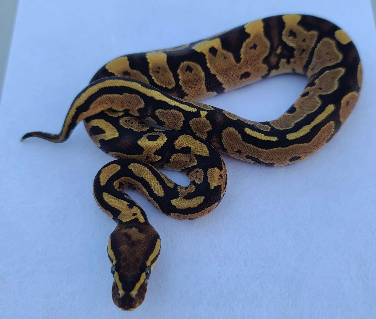 Fire 100% Het Orange Ghost 50% Het Green Ghost Ball Python by House of ...