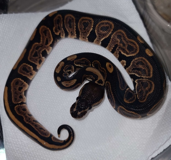 Black Pastel 100% Het Orange Ghost 50% Het Green Ghost Ball Python by ...