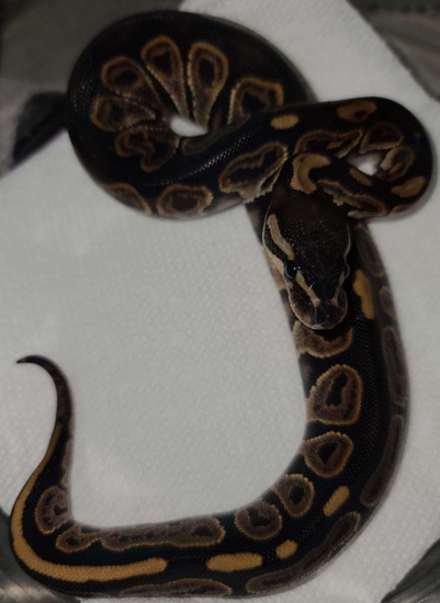 Black Pstel 100% Ht Orange Ghost 50% Ht Green Ghost Ball Python by ...