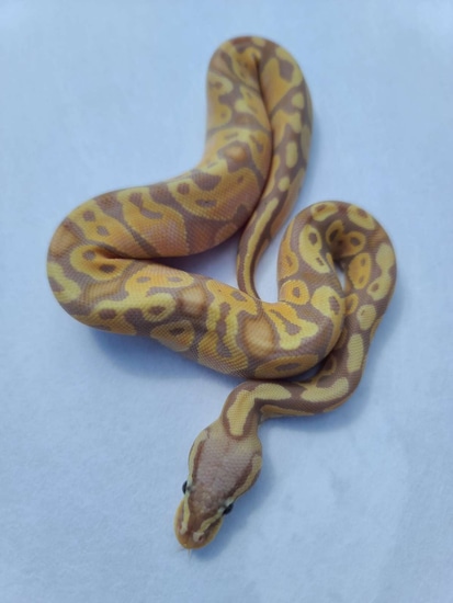 Banana Ball Python by House of Cards Beardies, LLC