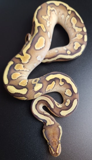 Mojave Yellow Belly / Gravel Ball Python by House of Cards Beardies, LLC