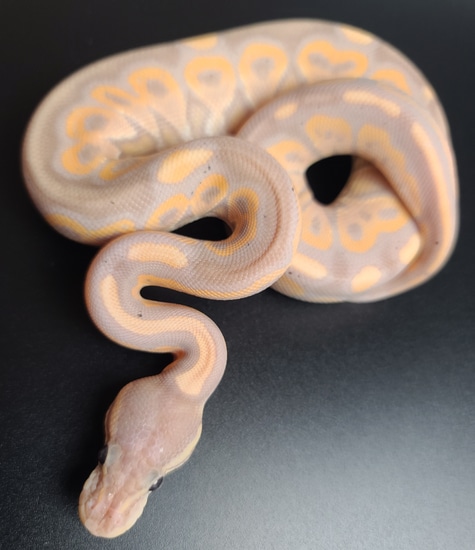 Banana Cinnamon 50% Het Pied Ball Python by House of Cards Beardies, LLC