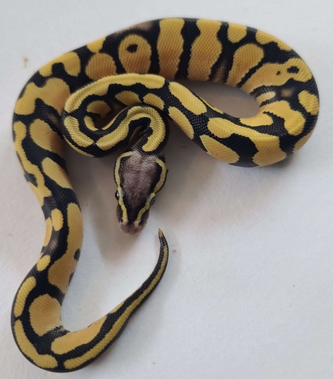Pastel Desert Ghost 66% Het Cryptic - Free Shipping! Ball Python by ...