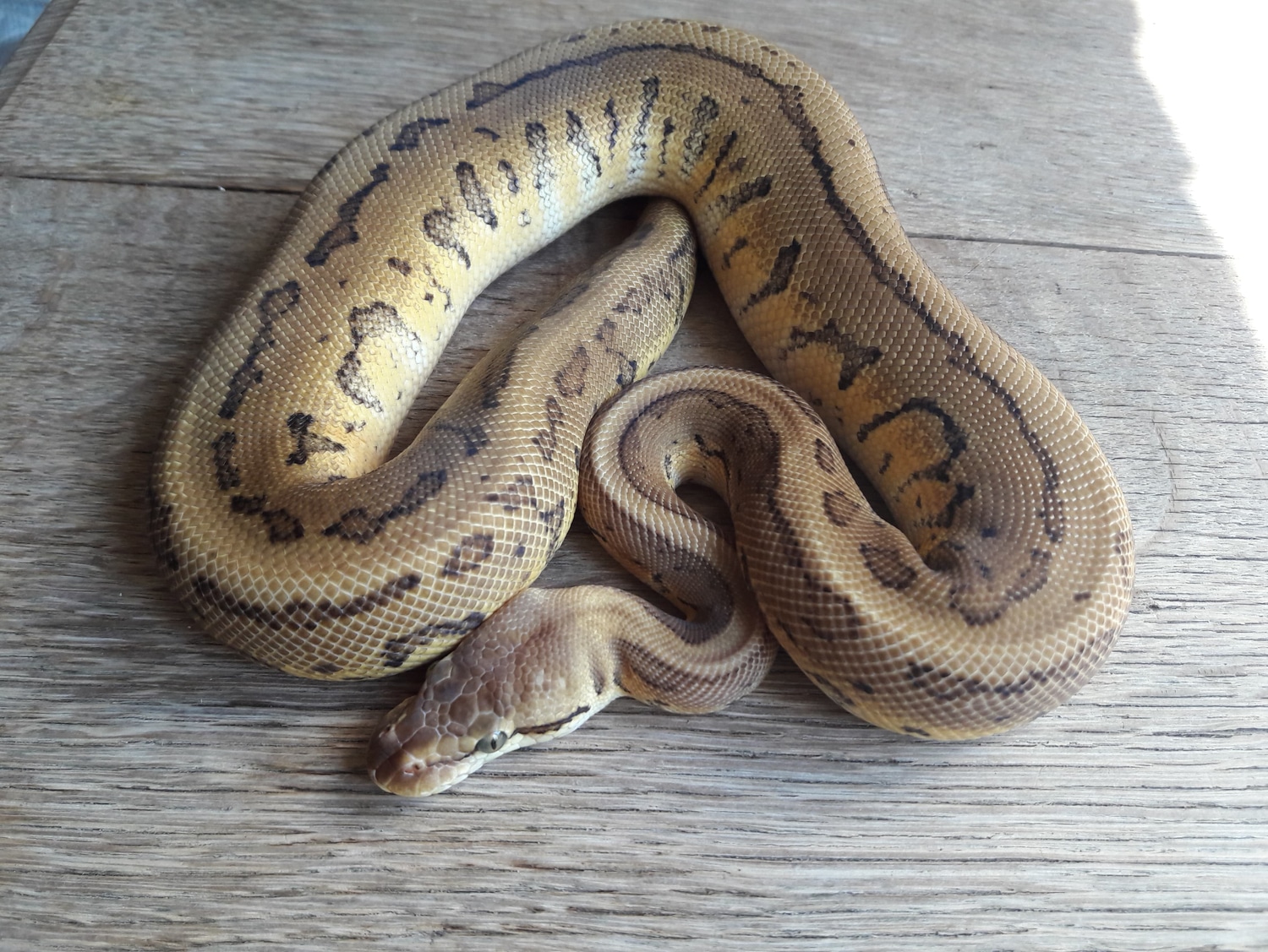 Leopard Lemonblast Het Clown (Ph Pied) Ball Python by Robbert Frans ...