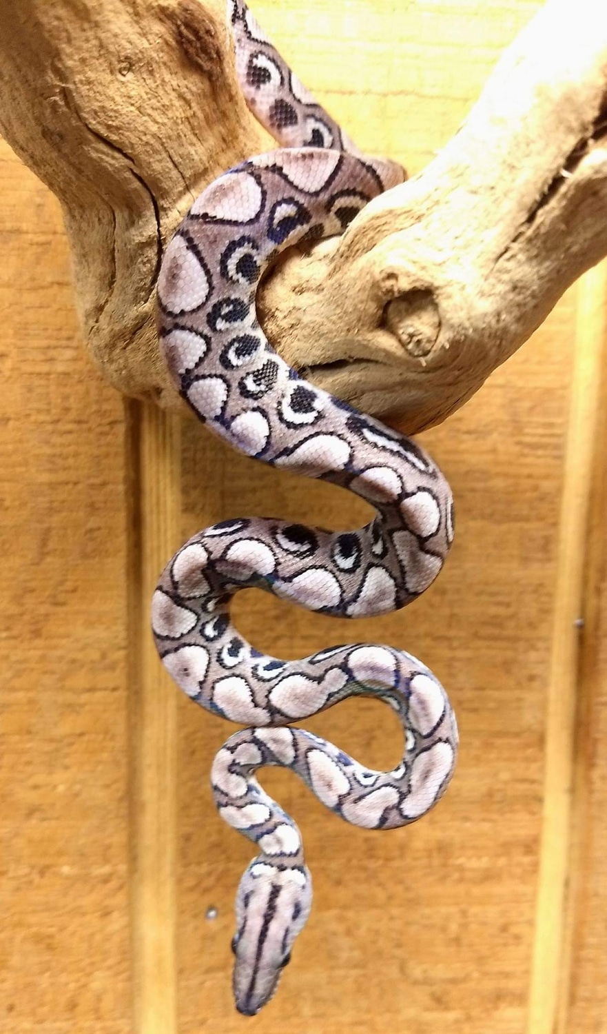 Anerythristic Brazilian Rainbow Boa by Hogan's Geckos - MorphMarket