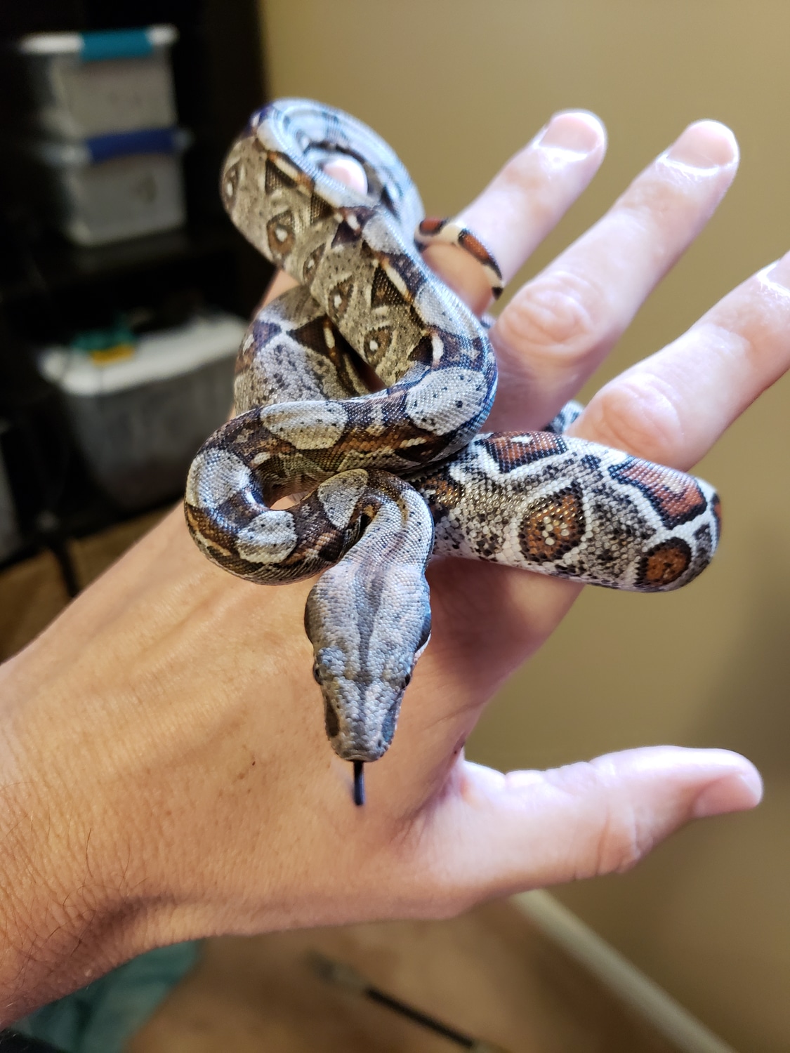 Columbian True Red-tailed Boa Constrictor by Hogan's Geckos - MorphMarket