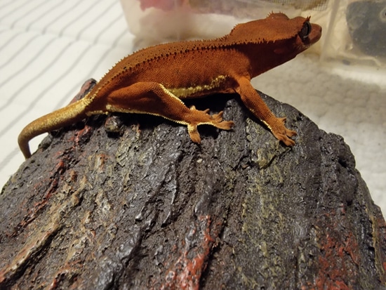 Red Phantom Lilly White Crested Gecko by Hogan's Geckos