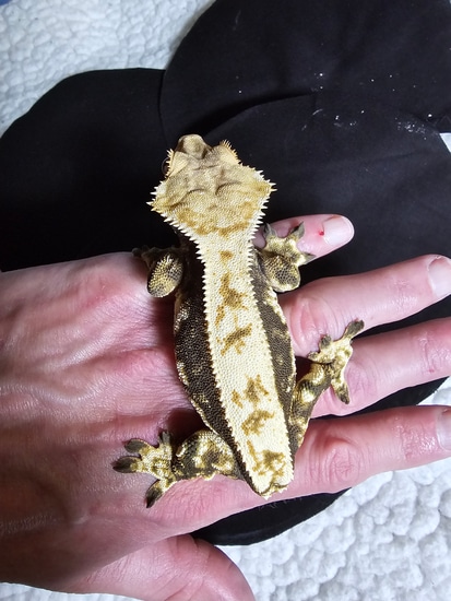 White Wall Crowned Crested Gecko by Hogan's Geckos