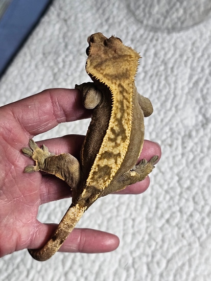 Female Red Het Empty Back Crested Gecko by Hogan's Geckos
