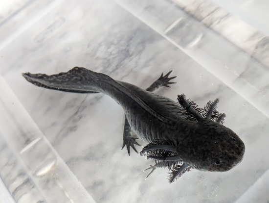 Axanthic Axolotl by Hog and Lotl Breeders