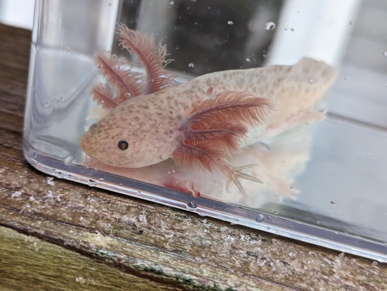 Axanthic Copper Axolotl by Hog and Lotl Breeders