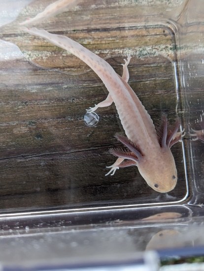 Copper Melanoid Axolotl by Hog and Lotl Breeders