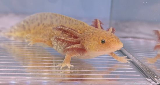GFP Copper Axolotl by Hog and Lotl Breeders