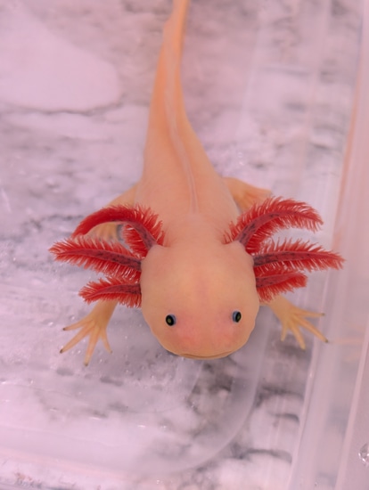GFP Leucistic Blue Gilled Axolotl by Hog and Lotl Breeders