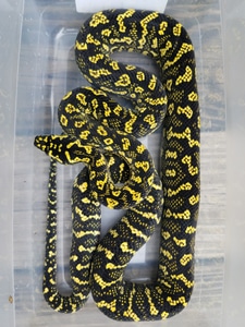 Super Jungle Glow Boa Constrictor by Hog Dog Reptiles - MorphMarket