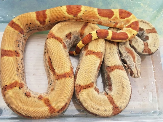 Super Salmon Jungle Boa Constrictor by Hog Dog Reptiles