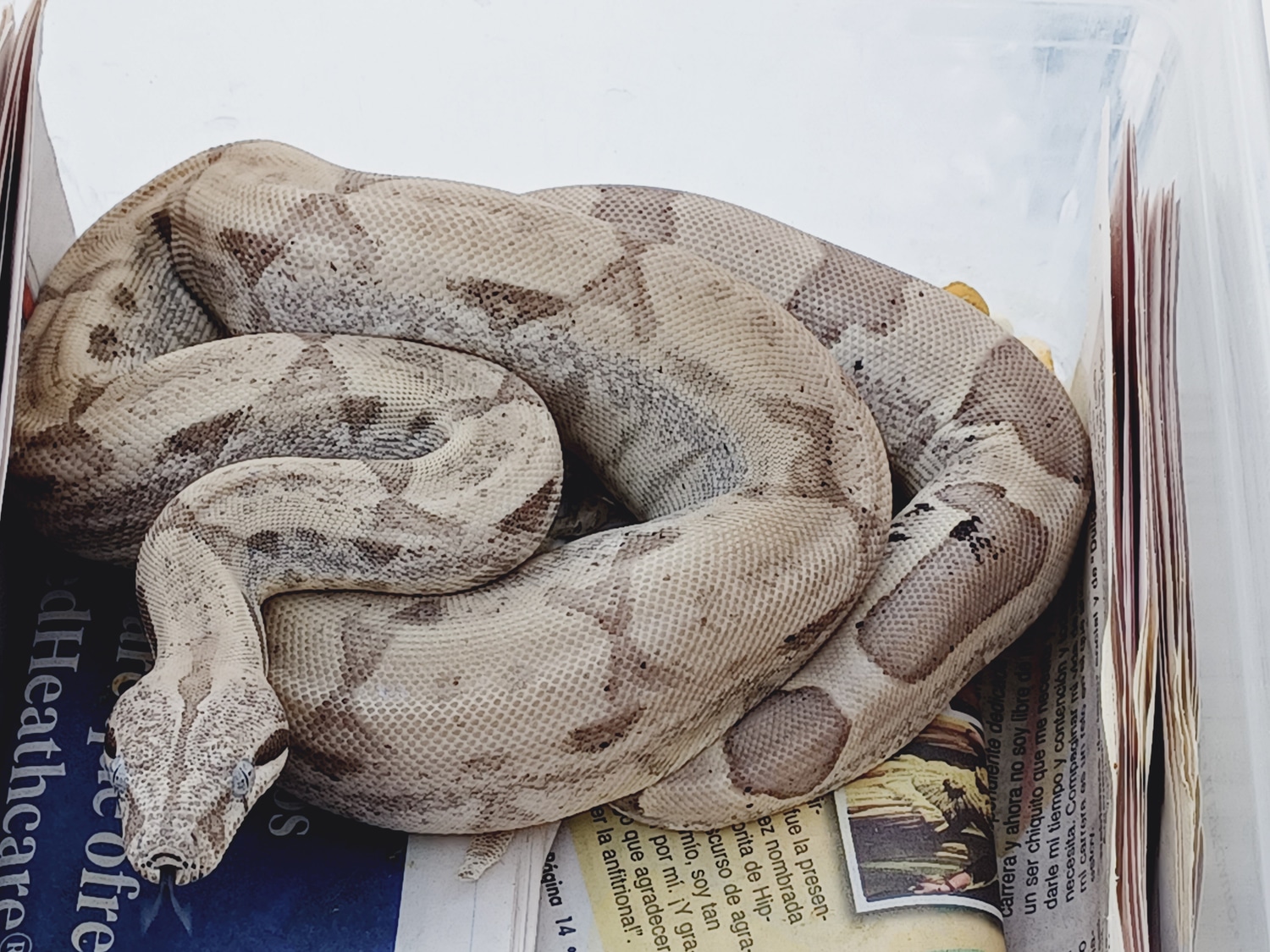Ivory Jungle Ghost 100% Het Kahl Albino (Lipstick Line) Boa Constrictor ...
