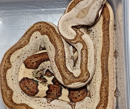 Super Jungle Glow Boa Constrictor by Hog Dog Reptiles - MorphMarket