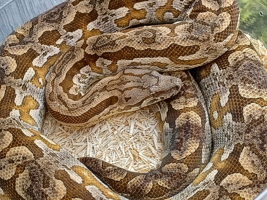 2020 Female Dumerils Boa Dumeril's Boa by Hog Dog Reptiles