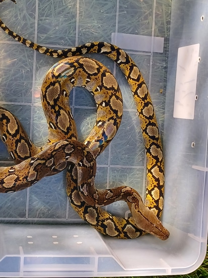 Normal Reticulated Python by Hog Dog Reptiles