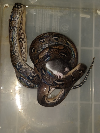 Normal Reticulated Python by Hog Dog Reptiles
