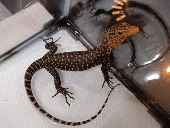 Quince Monitor Other Monitor by Hog Dog Reptiles