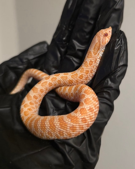 Albino Het Axanthic 66% Het Sable "Pikachu" Western Hognose by Hoggin ...