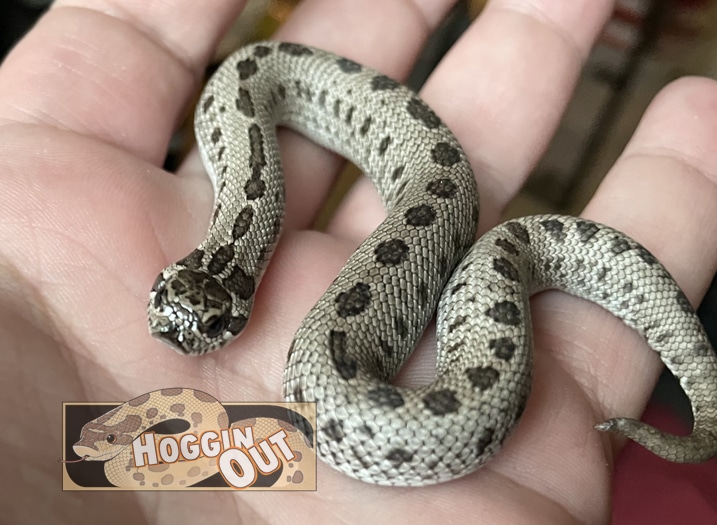 Hoggin Out's Collection - MorphMarket