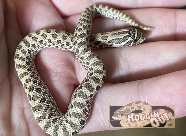 Arctic Normal 50% DH Snow - Pos Het Evans Hypo Western Hognose by ...