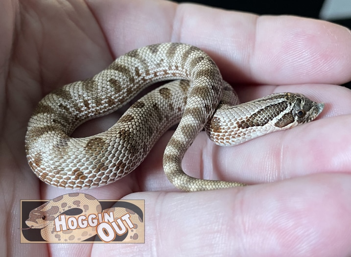Anaconda 50% DH Snow POS Het Evans Hypo Western Hognose by Hoggin Out ...