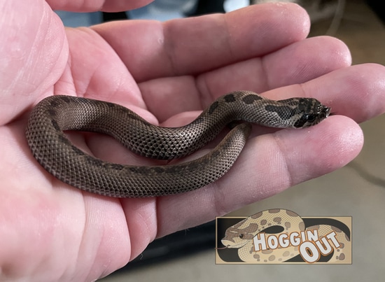 Super Arctic Super Anaconda Western Hognose by Hoggin Out