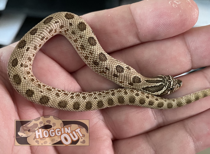 Arctic Anaconda 50% DH Snow Ps Het Evans Hypo Western Hognose by Hoggin ...