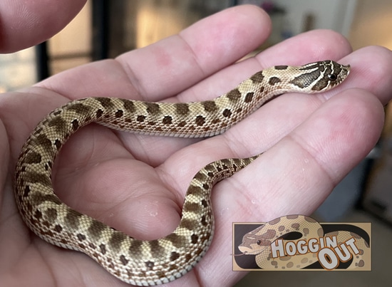 Arctic Anaconda 50% DH Snow Ps Het Evans Hypo Western Hognose by Hoggin Out