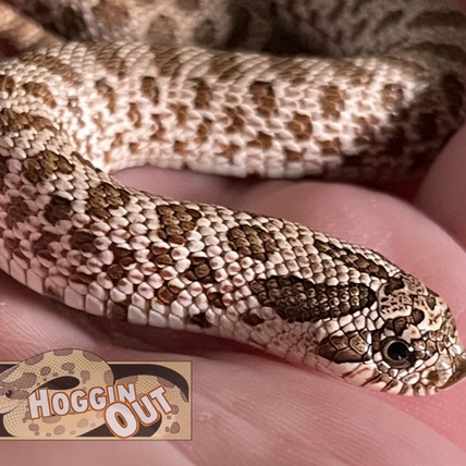 Hoggin Out - MorphMarket