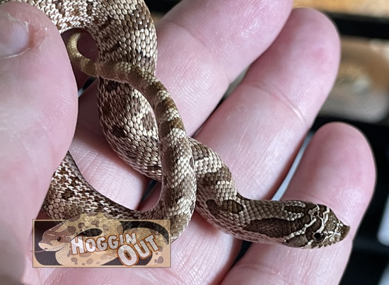 Anaconda Western Hognose by Hoggin Out