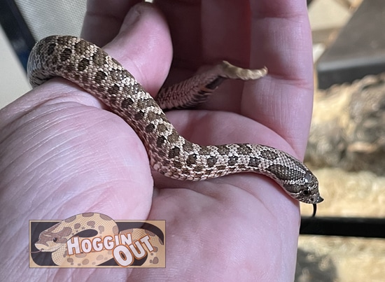 Normal 50% DH Snow Pos Het Evans Hypo Western Hognose by Hoggin Out